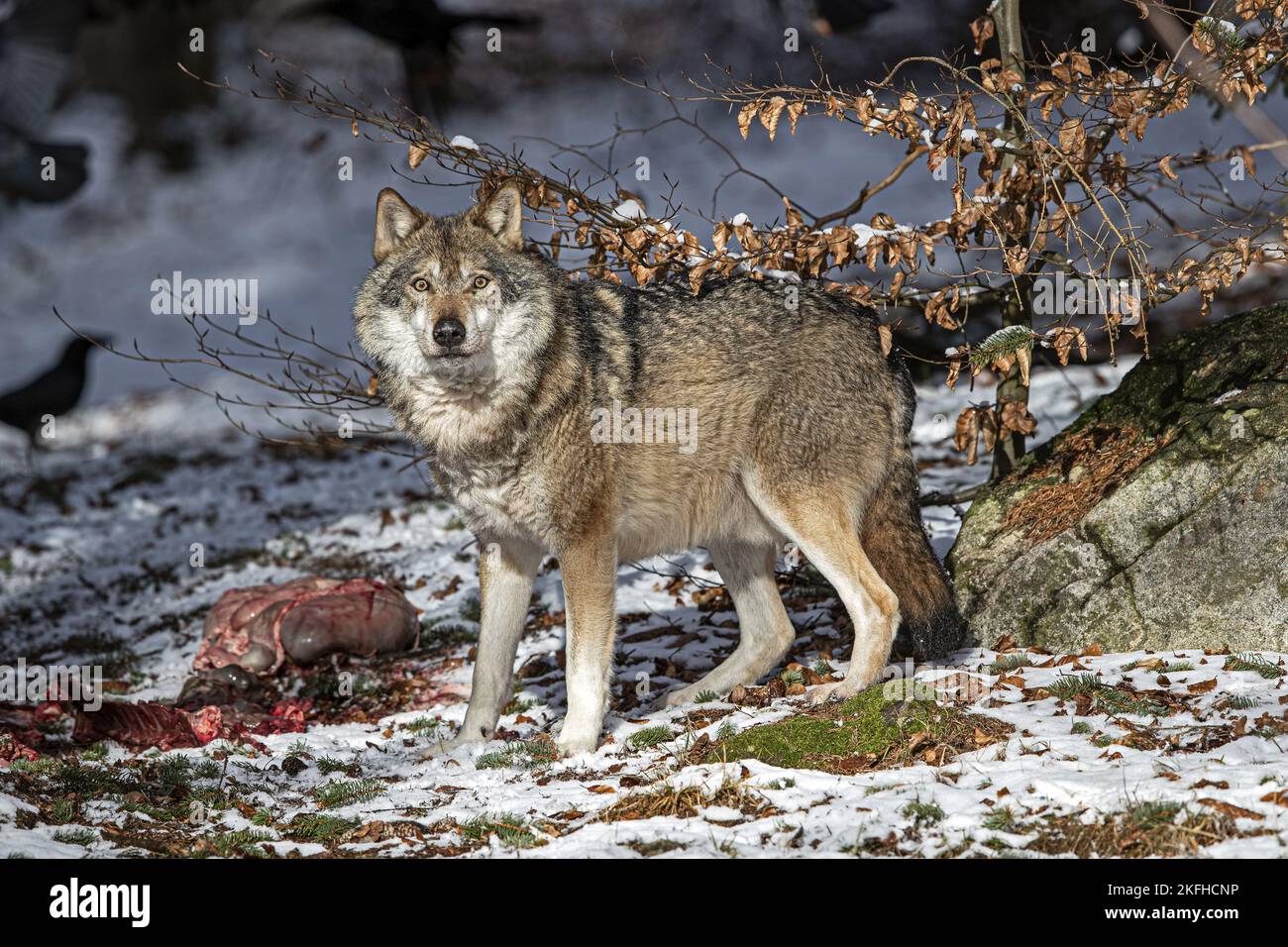 standing Grey Wolf Stock Photo - Alamy