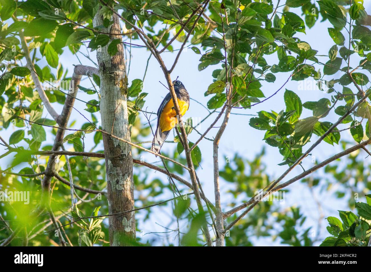 The dragon bird in a tree Stock Photo - Alamy
