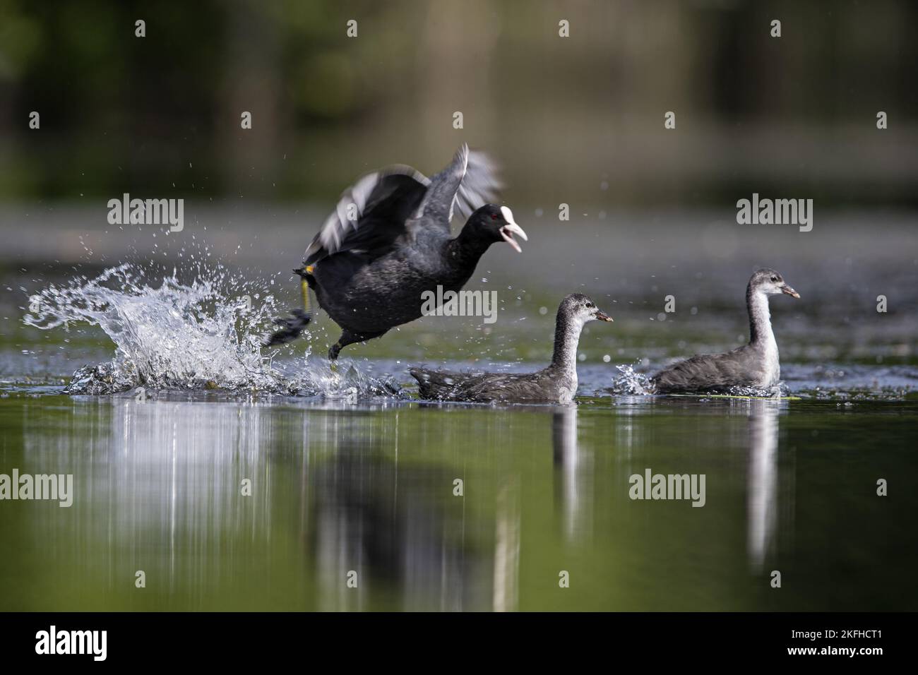3 coots hi-res stock photography and images - Alamy