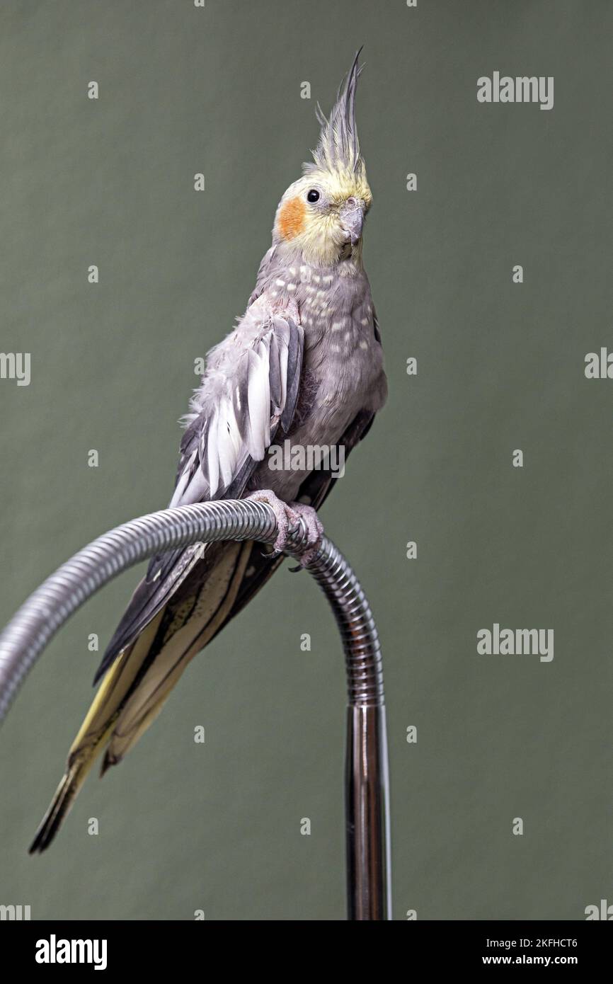 Weiro birds hi-res stock photography and images - Alamy