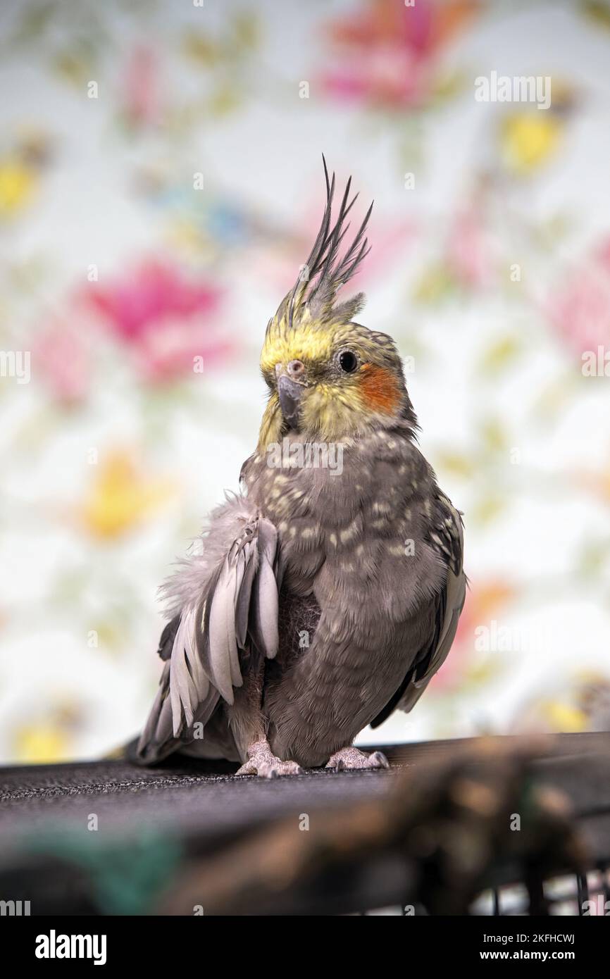 Weiro birds hi-res stock photography and images - Alamy