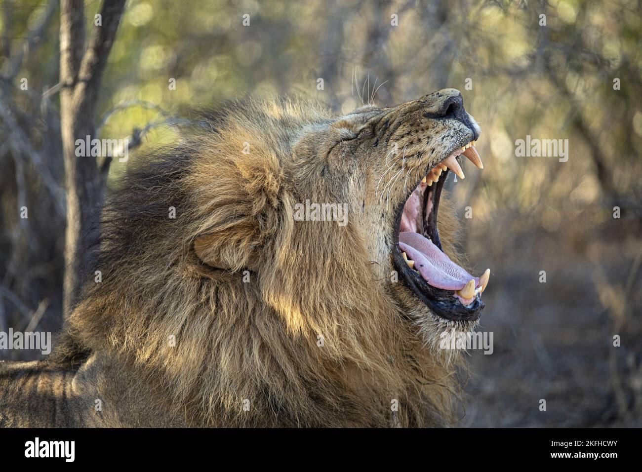 Leon Fireann Roaring Side View 2,411 Lion Roar Side Images, Stock