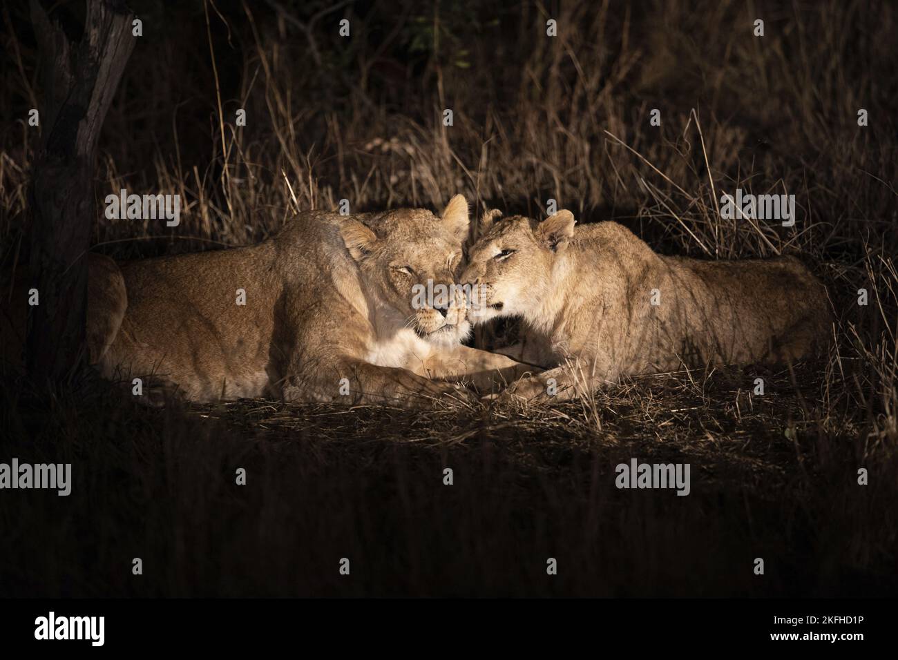 Lions at night Stock Photo - Alamy