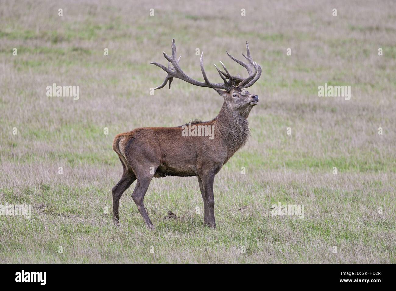 standing Red Deer Stock Photo - Alamy