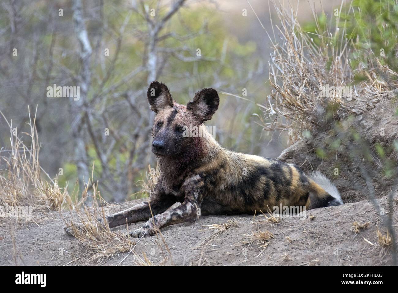 lying African Hunting Dog Stock Photo - Alamy
