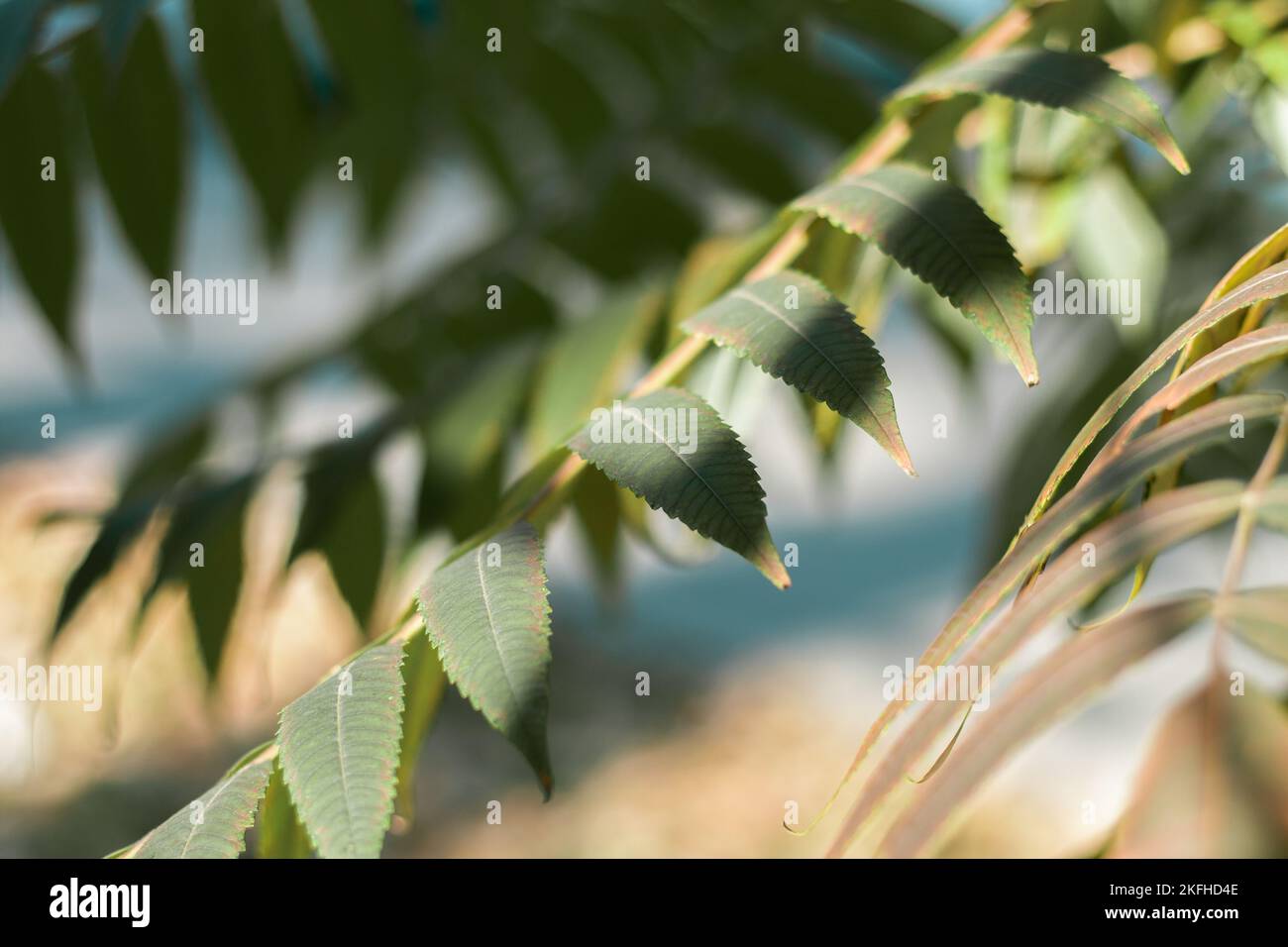 Autumn - purple leaves on sumac tree. Blurred background of sumac ...