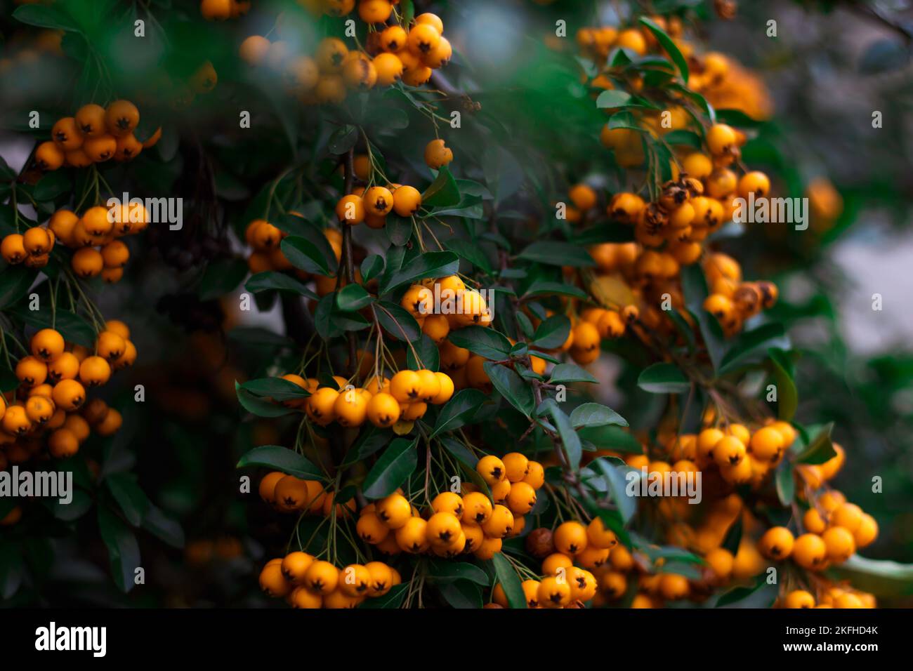 Ripe yellow rowan berries close-up growing in clusters on the branches ...