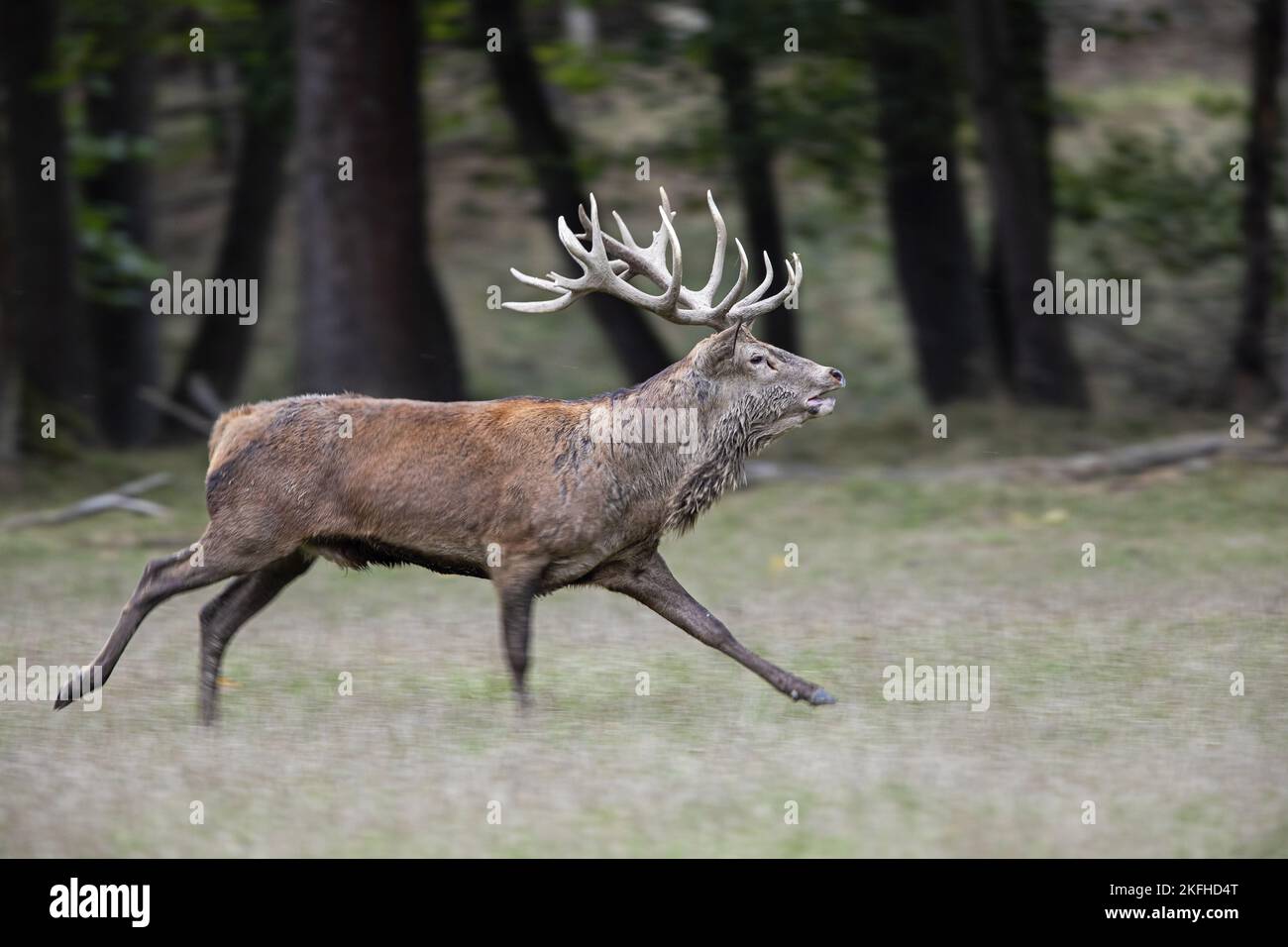 running Red Deer Stock Photo - Alamy