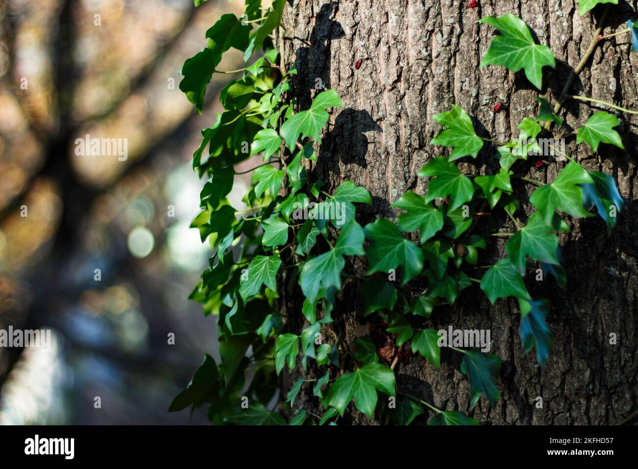 Green ivy growing on tree bark in park. Ivy leaves close up Stock Photo ...