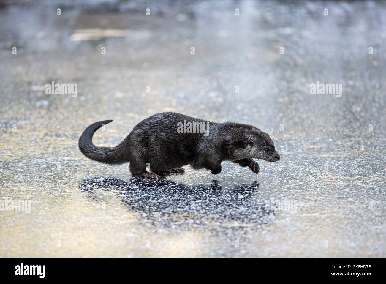 Otter run lakes hi-res stock photography and images - Alamy