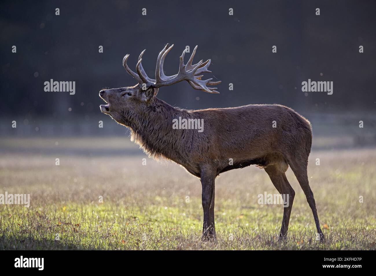 standing Red Deer Stock Photo - Alamy