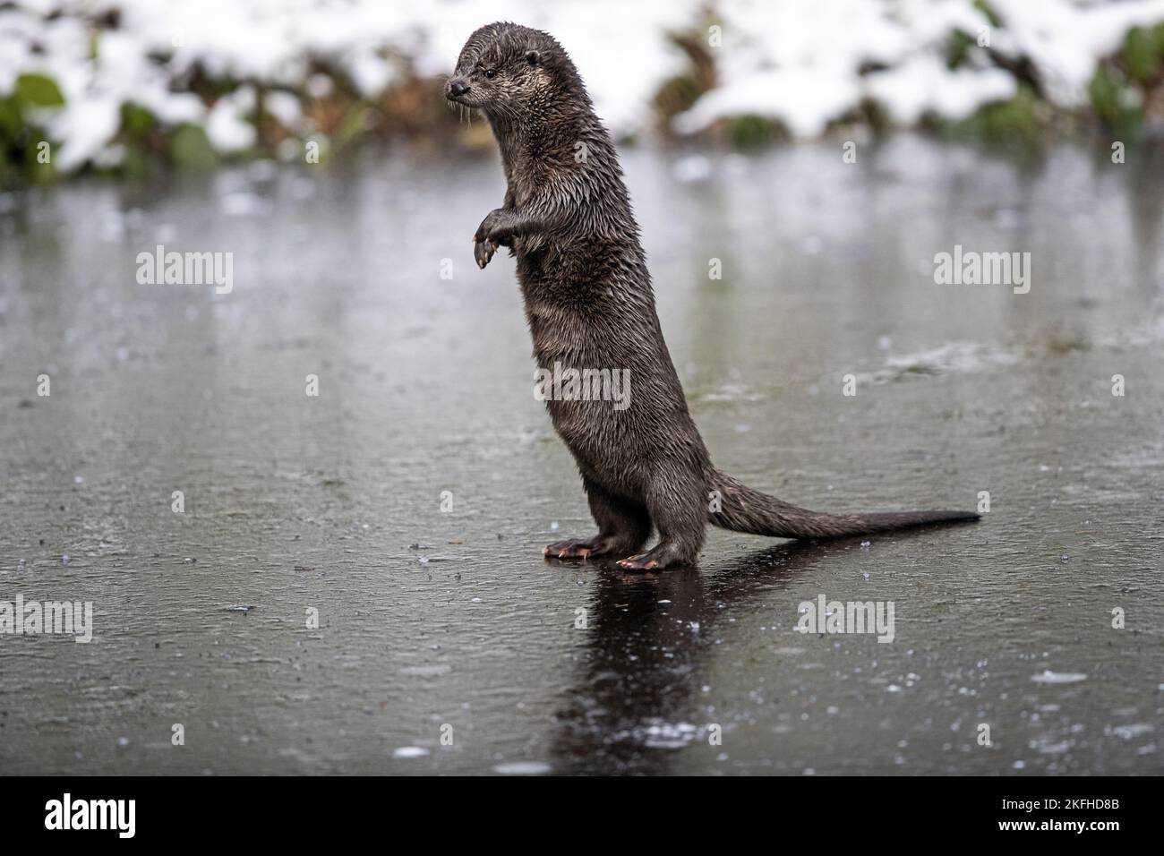 standing European Otter Stock Photo - Alamy