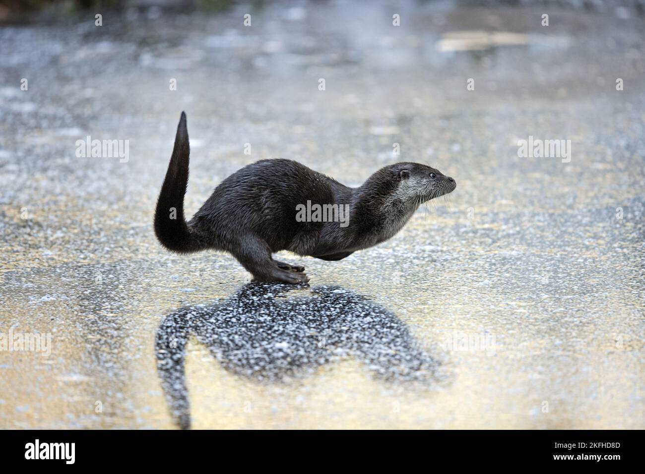 Otter run lakes hi-res stock photography and images - Alamy