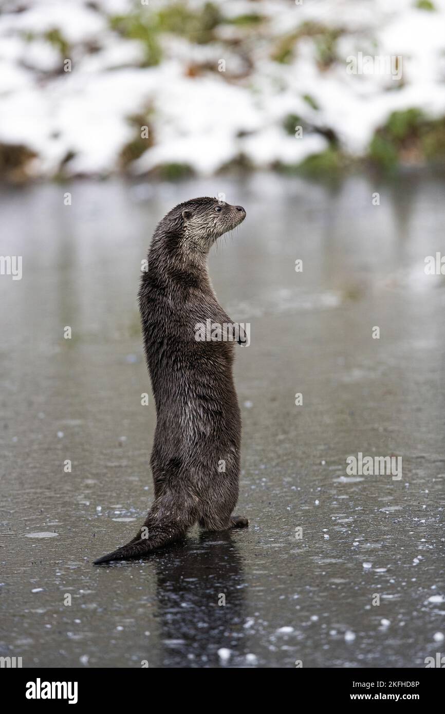 Eurasian river otter vertical hi-res stock photography and images - Alamy