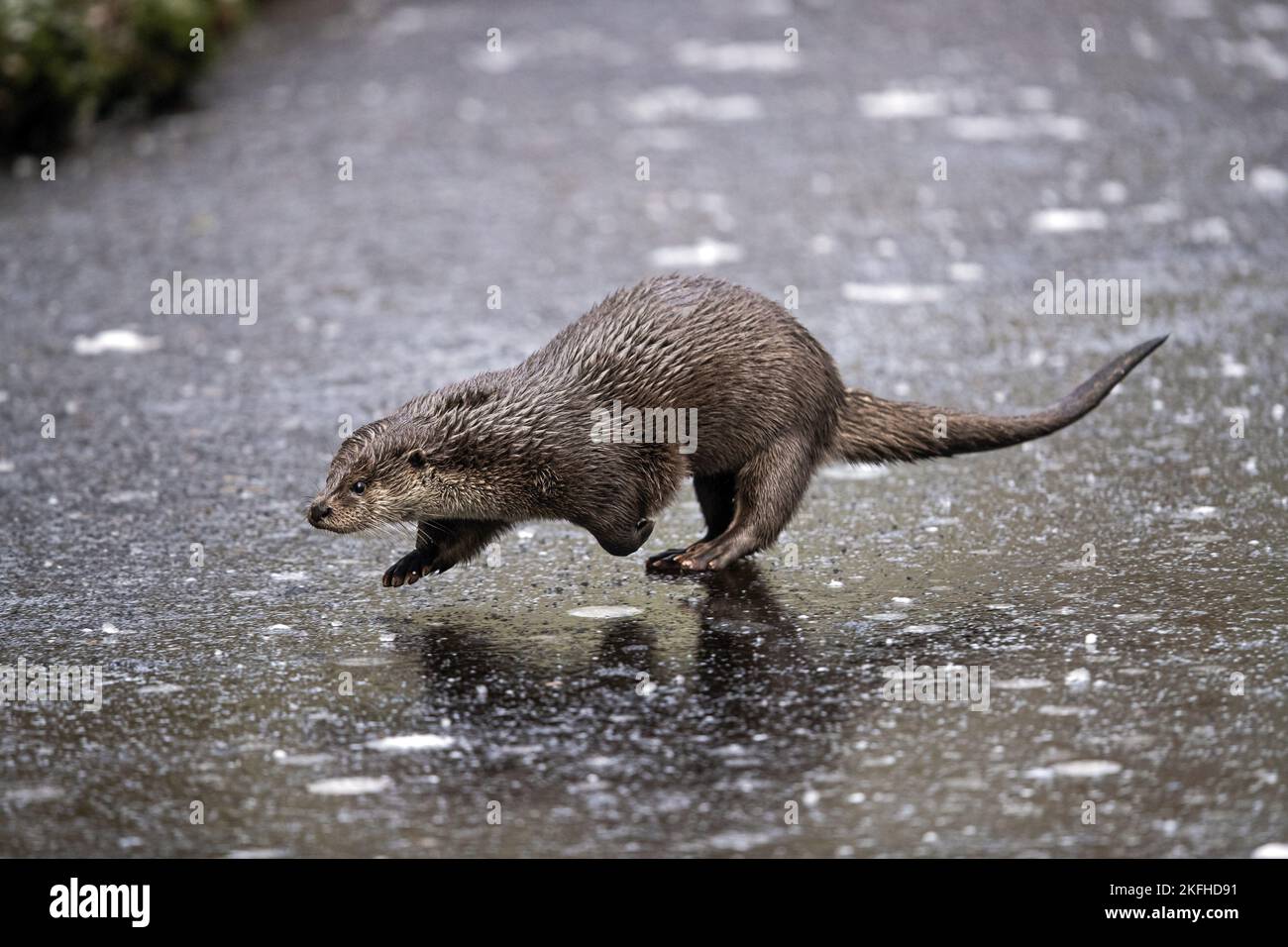 Otter run lakes hi-res stock photography and images - Alamy