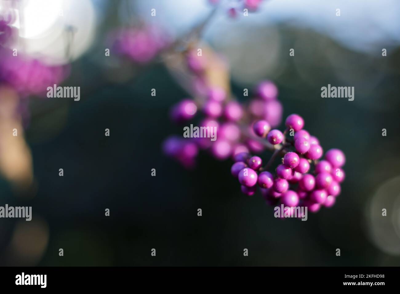 Callicarpa bodinieri ( beautyberry Lamiaceae or Bodinier's beauty berry ...