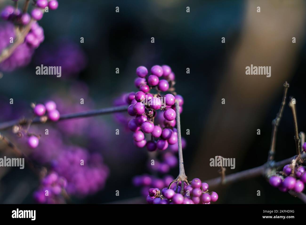 Callicarpa bodinieri ( beautyberry Lamiaceae or Bodinier's beauty berry ...
