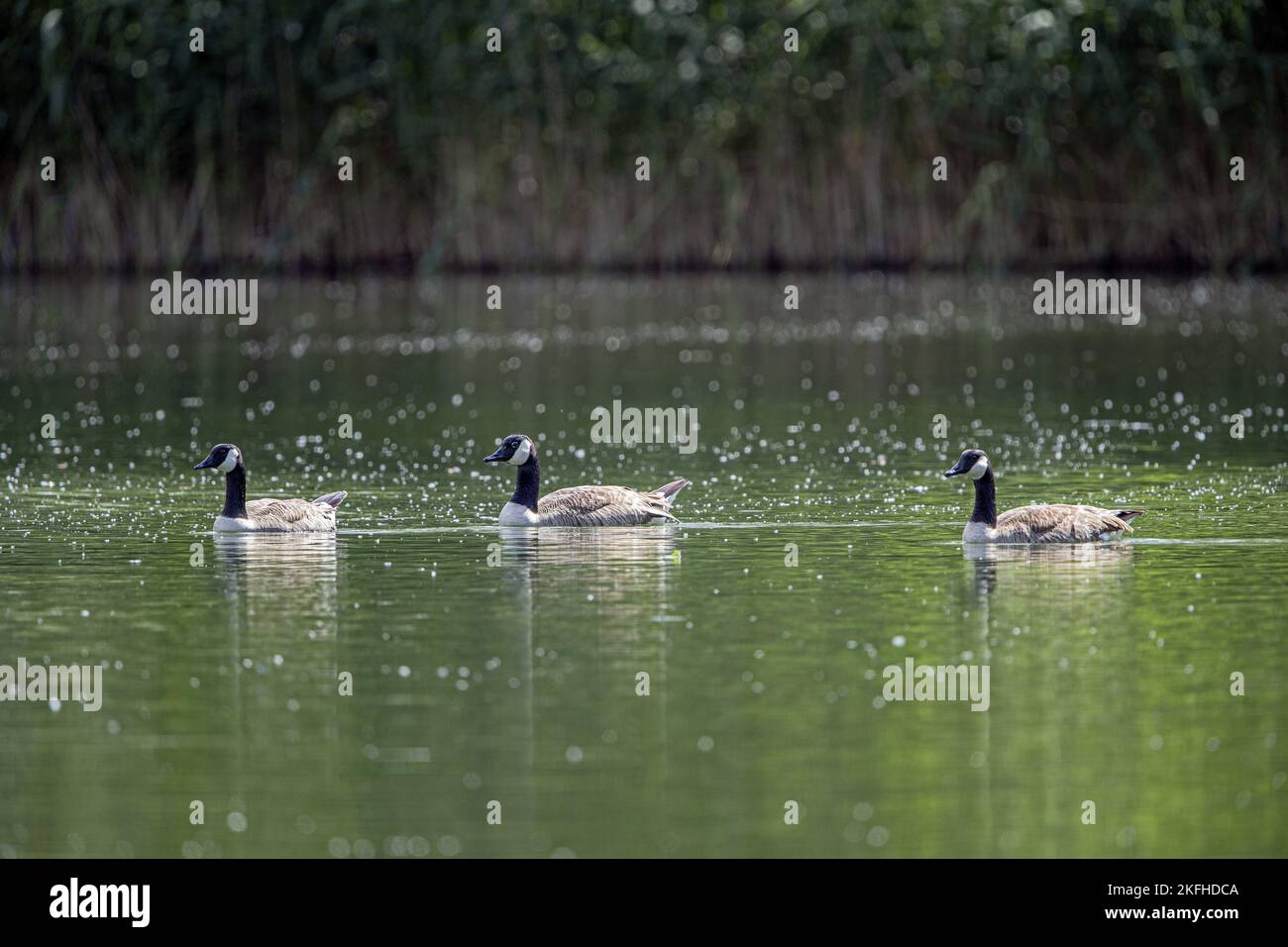 Sea gooses hi-res stock photography and images - Alamy