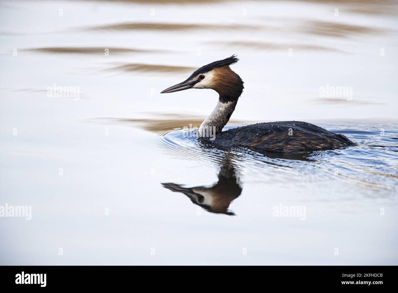 swimming Great Crested Grebe Stock Photo - Alamy