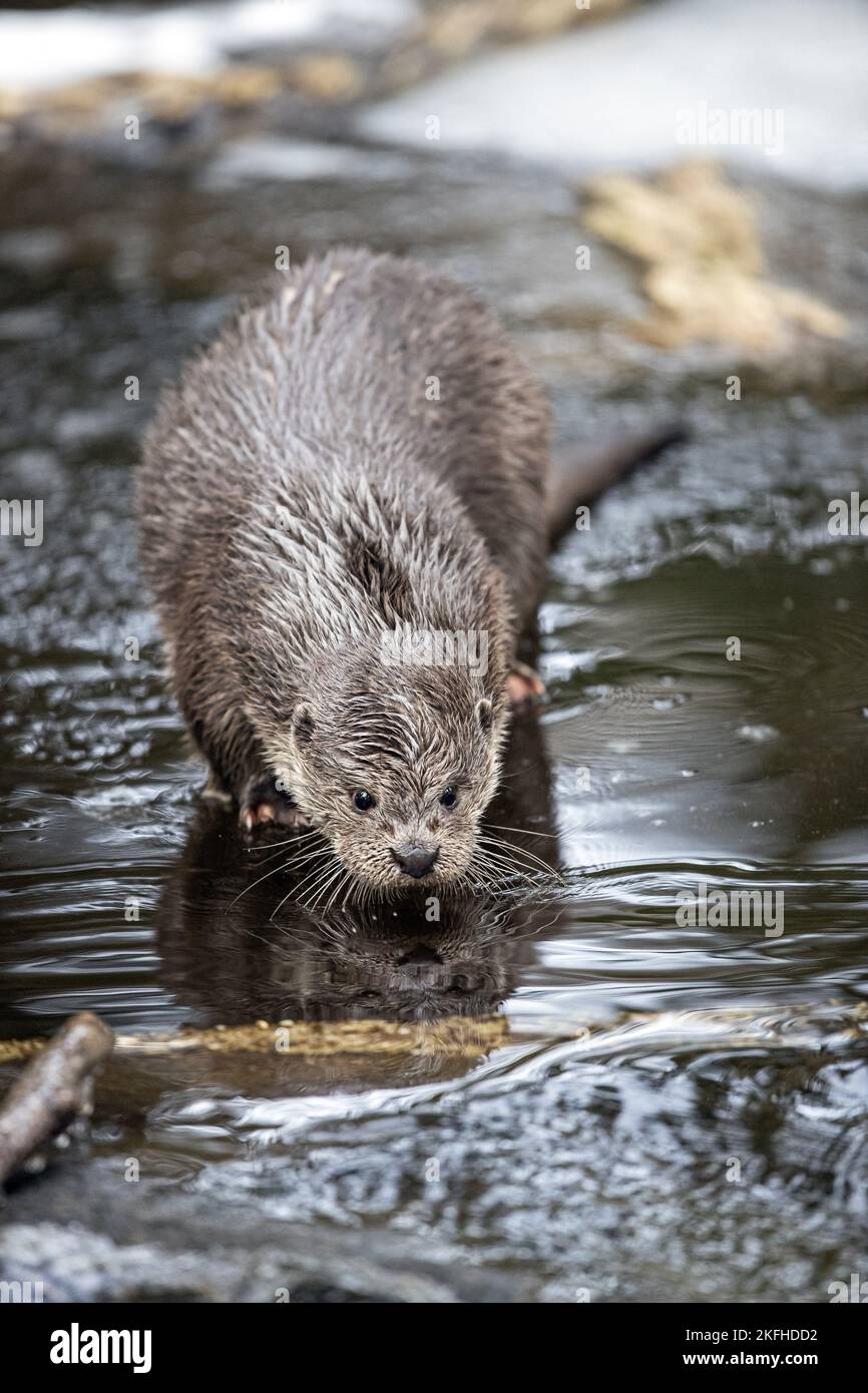 Eurasian river otter vertical hi-res stock photography and images - Alamy