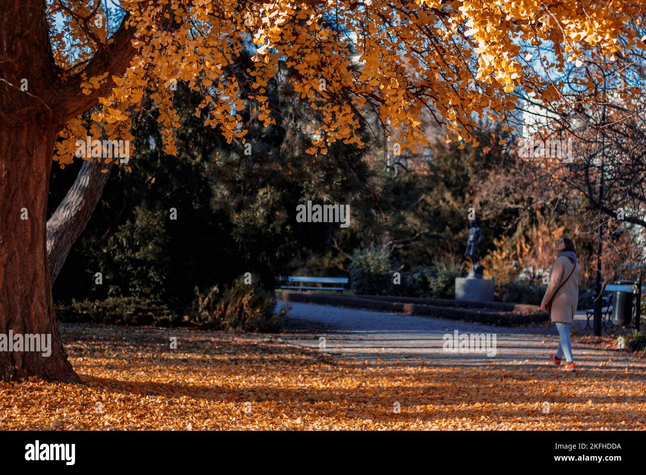 Scenic of a yong lady walking on a pathway of a park in autmn Stock ...