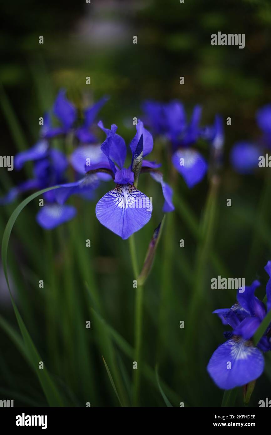 Irisin hi-res stock photography and images - Alamy