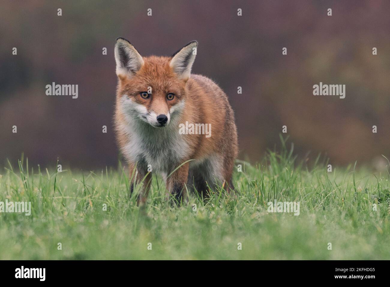 Stunning Red Fox, Vulpes vulpes, in the British countryside. beautiful ...