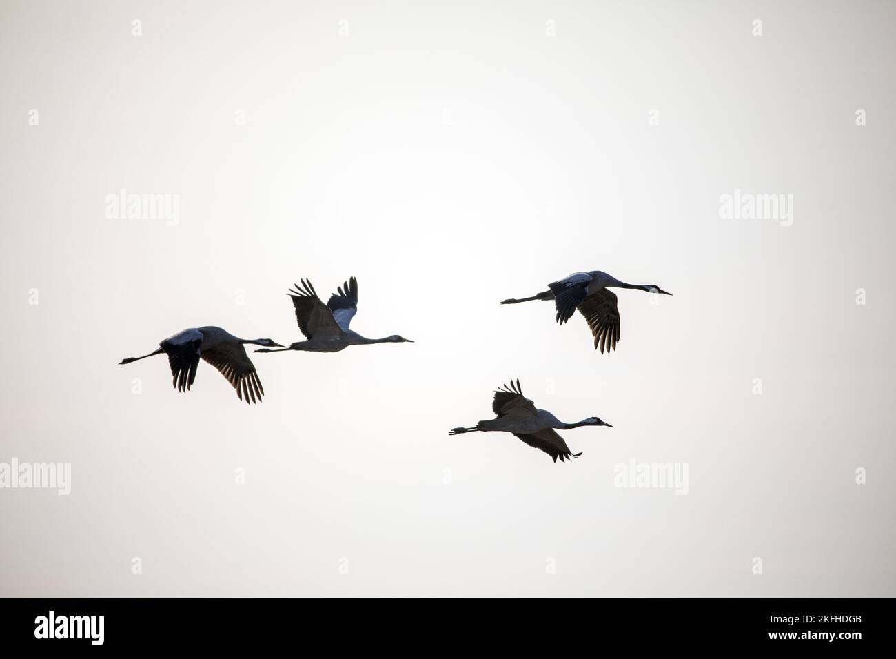 flying Common Cranes Stock Photo - Alamy
