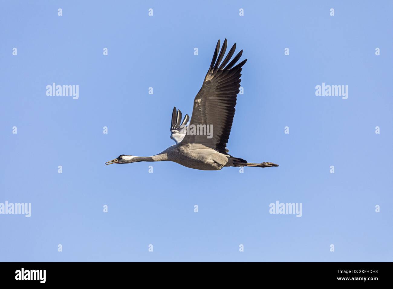 flying Common Cranes Stock Photo - Alamy