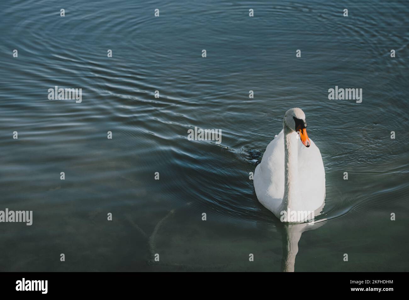 Portrait of a beautiful white swan swimming in the pond Stock Photo - Alamy