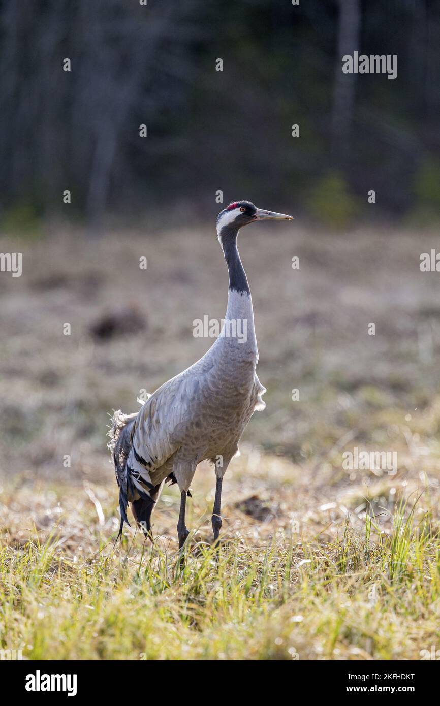 standing Common Crane Stock Photo - Alamy