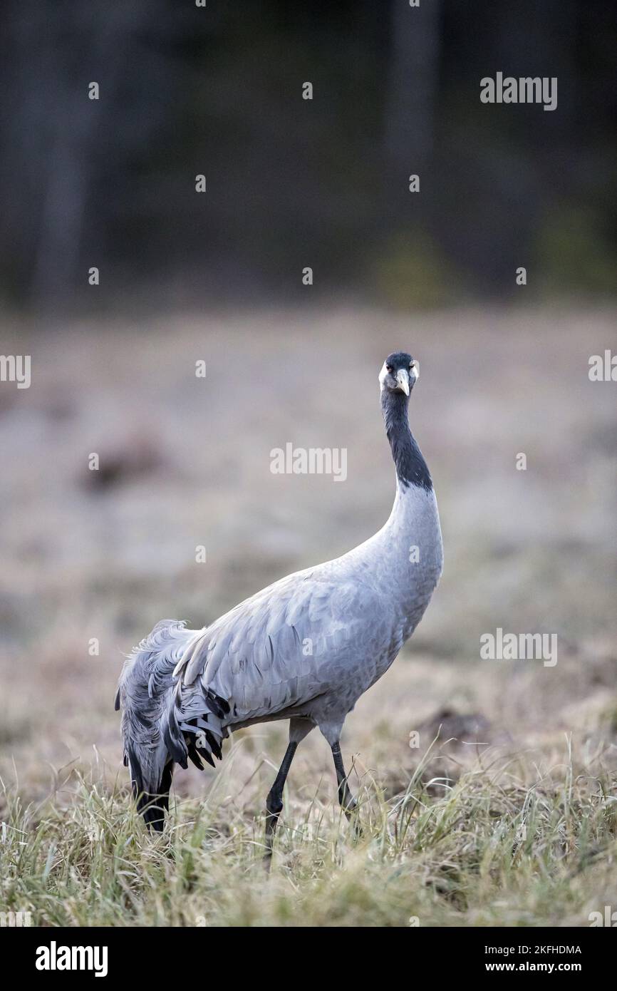 Common crane adult walking hi-res stock photography and images - Alamy