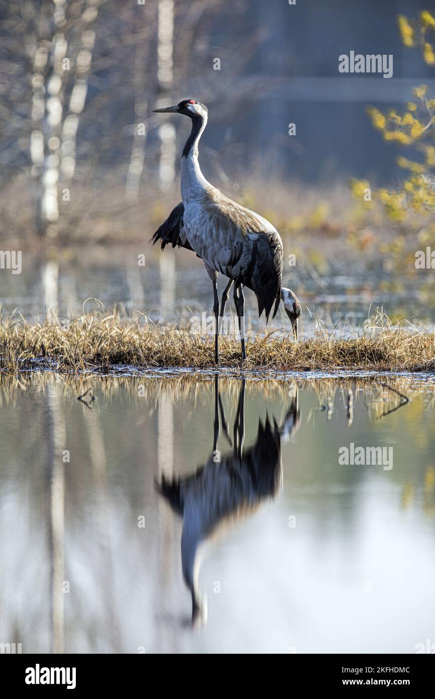 Crane lakeshore animal wildlife hi-res stock photography and images - Alamy