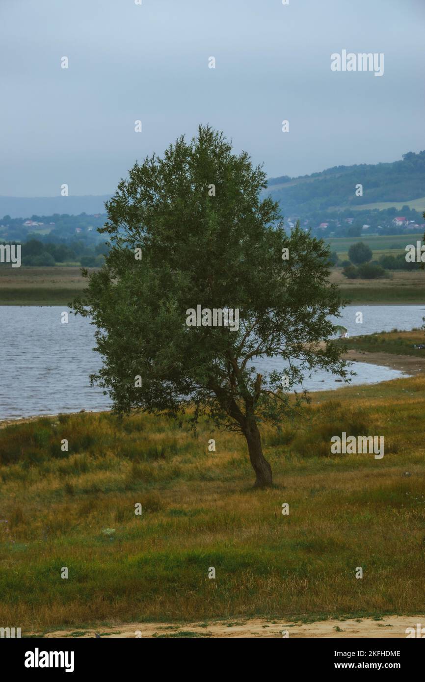 A vertical high-angle of an olive tree standing alone near the pond on ...