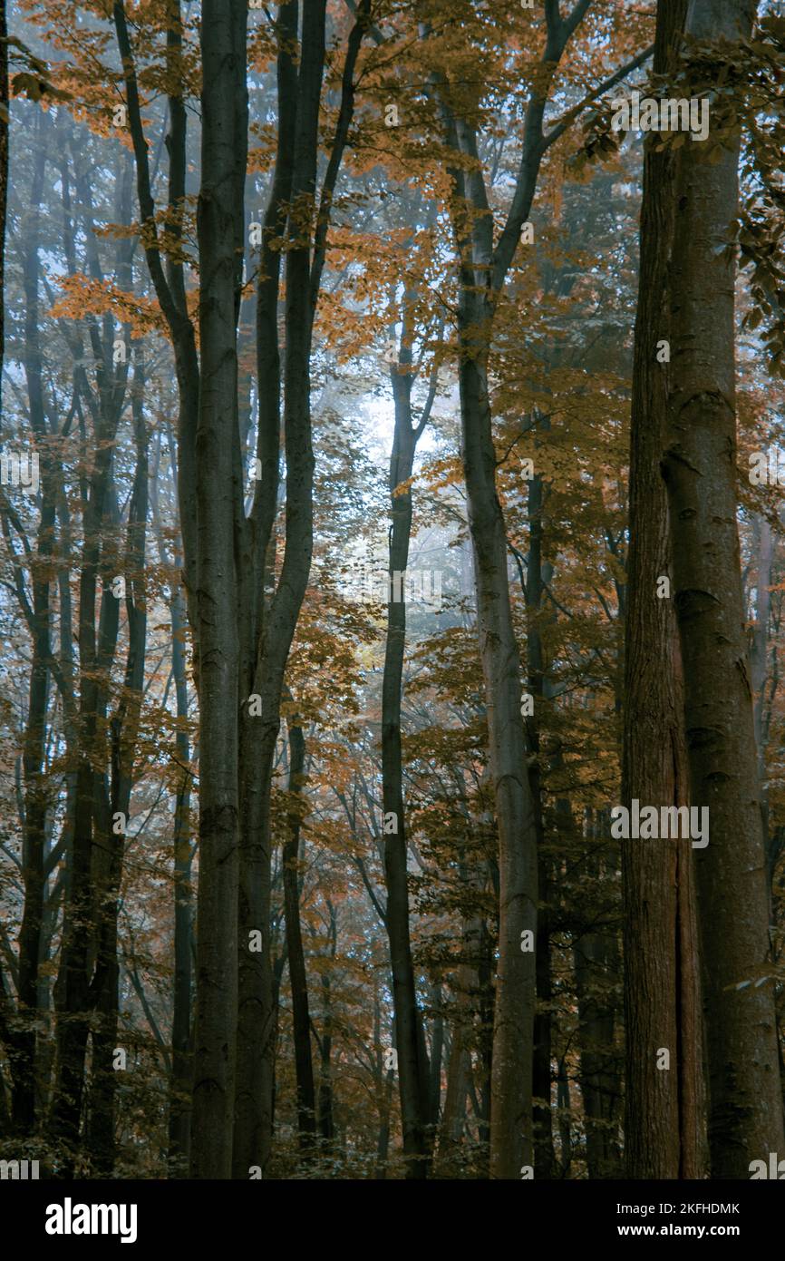 A vertical low-angle of high yellowing trees with foggy sunlit sky ...