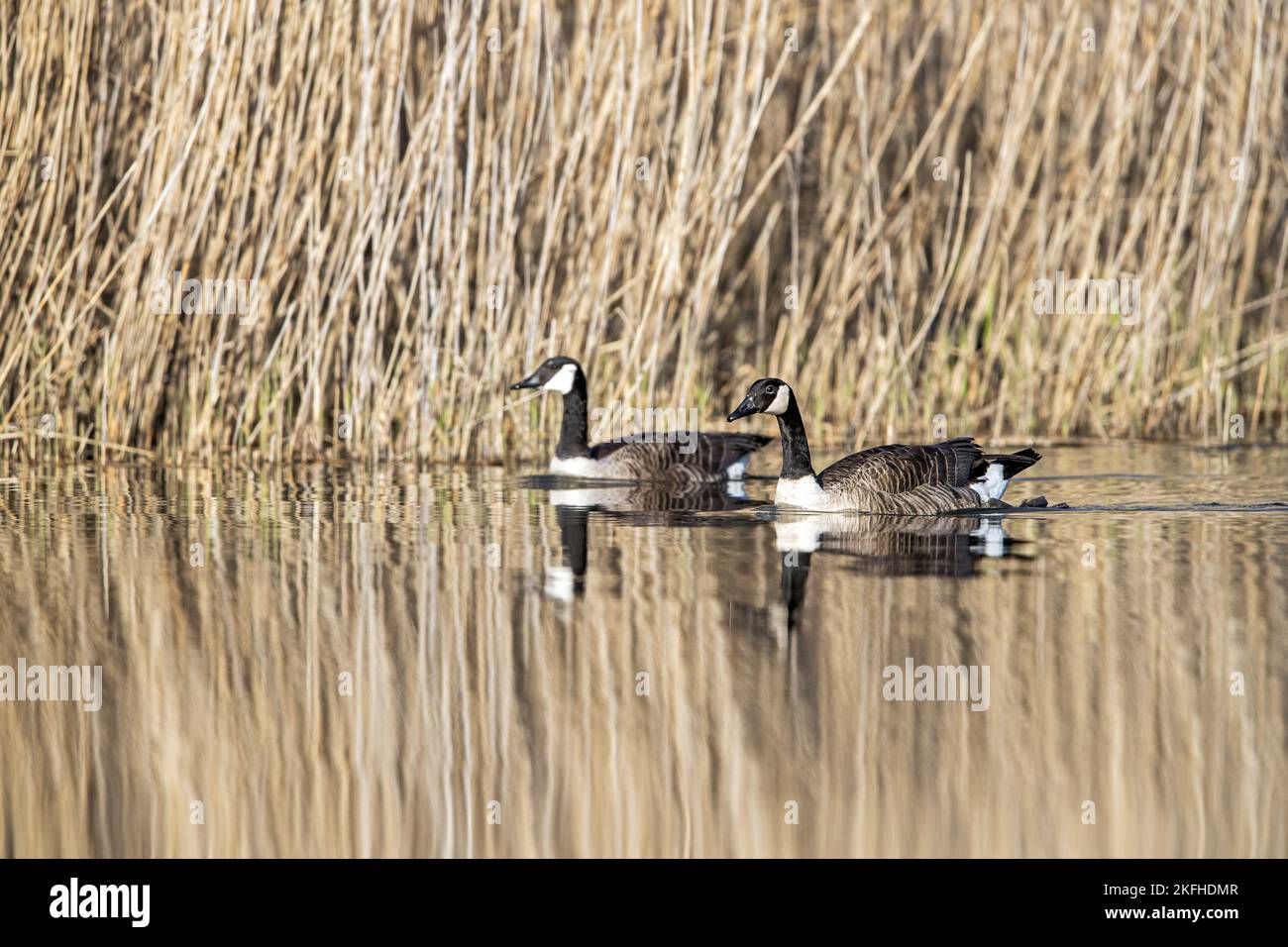 Sea gooses hi-res stock photography and images - Alamy