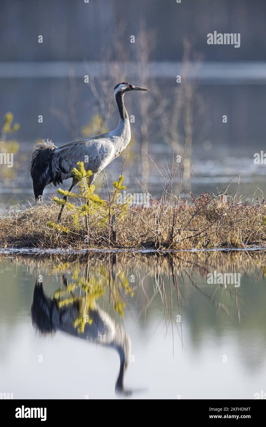 Crane lakeshore animal wildlife hi-res stock photography and images - Alamy