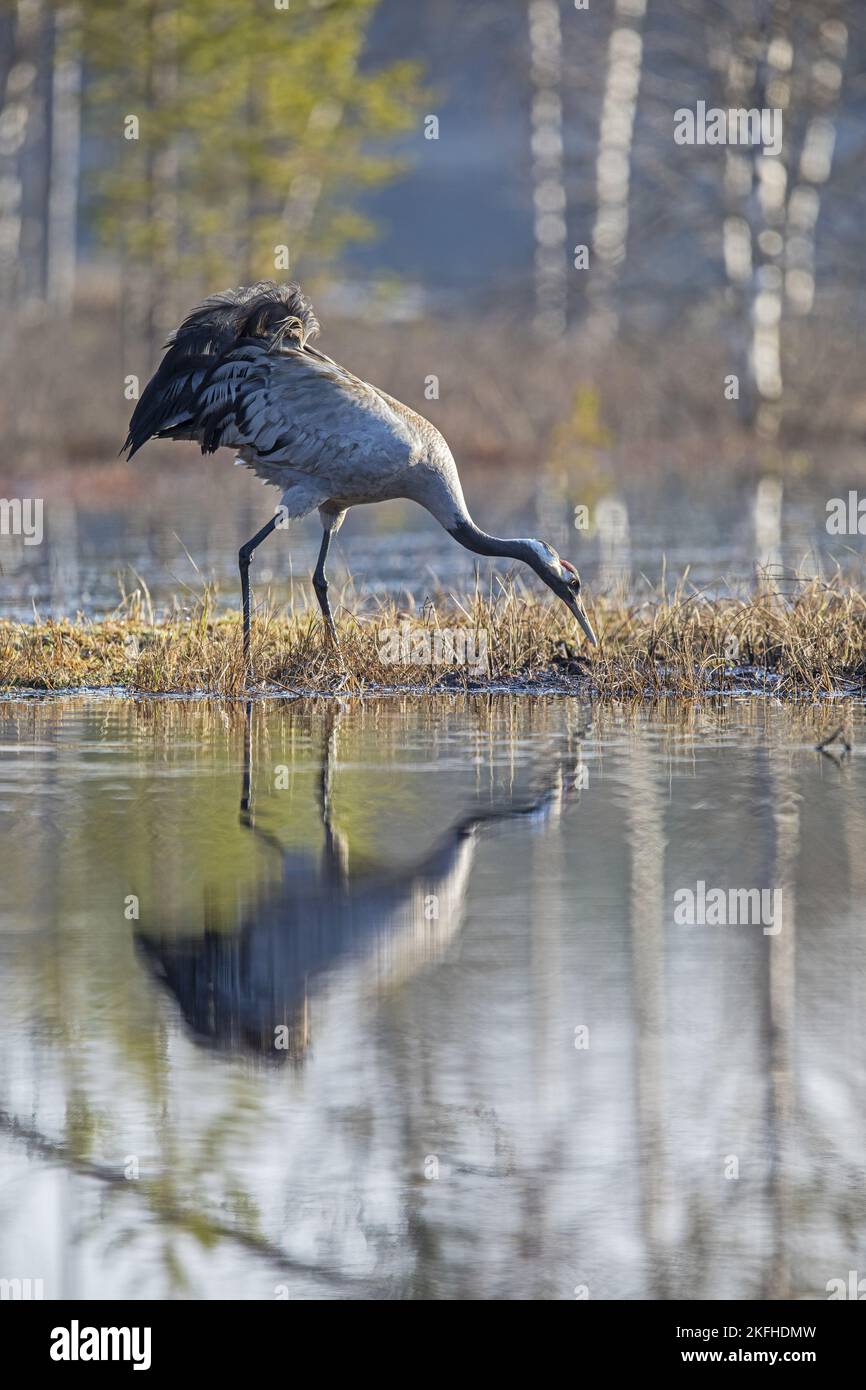 Crane lakeshore animal wildlife hi-res stock photography and images - Alamy