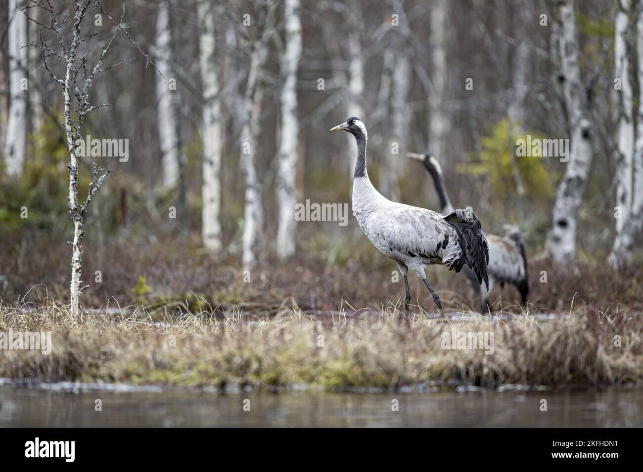Crane lakeshore animal wildlife hi-res stock photography and images - Alamy