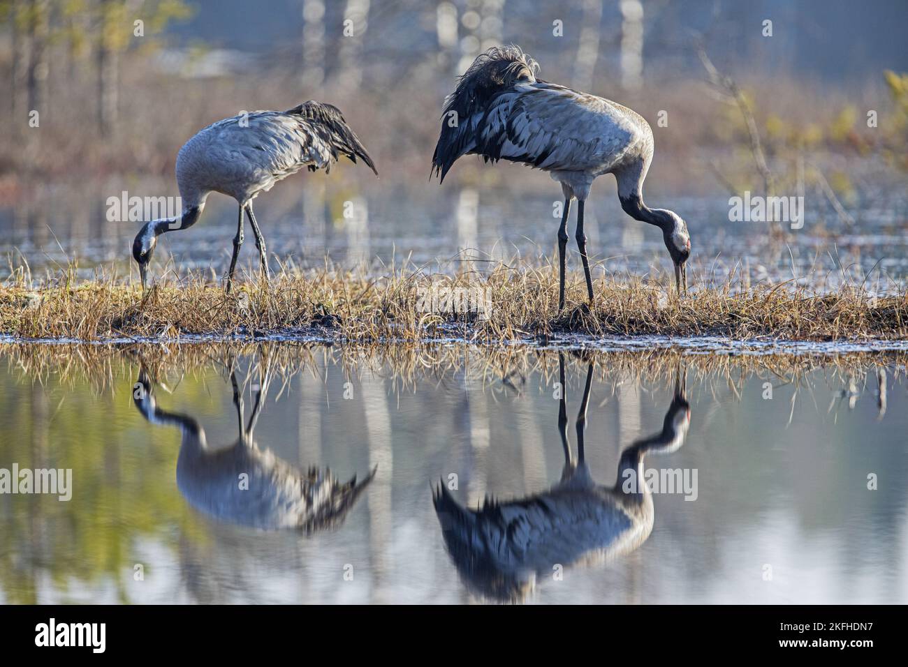 Two grey cranes standing hi-res stock photography and images - Alamy