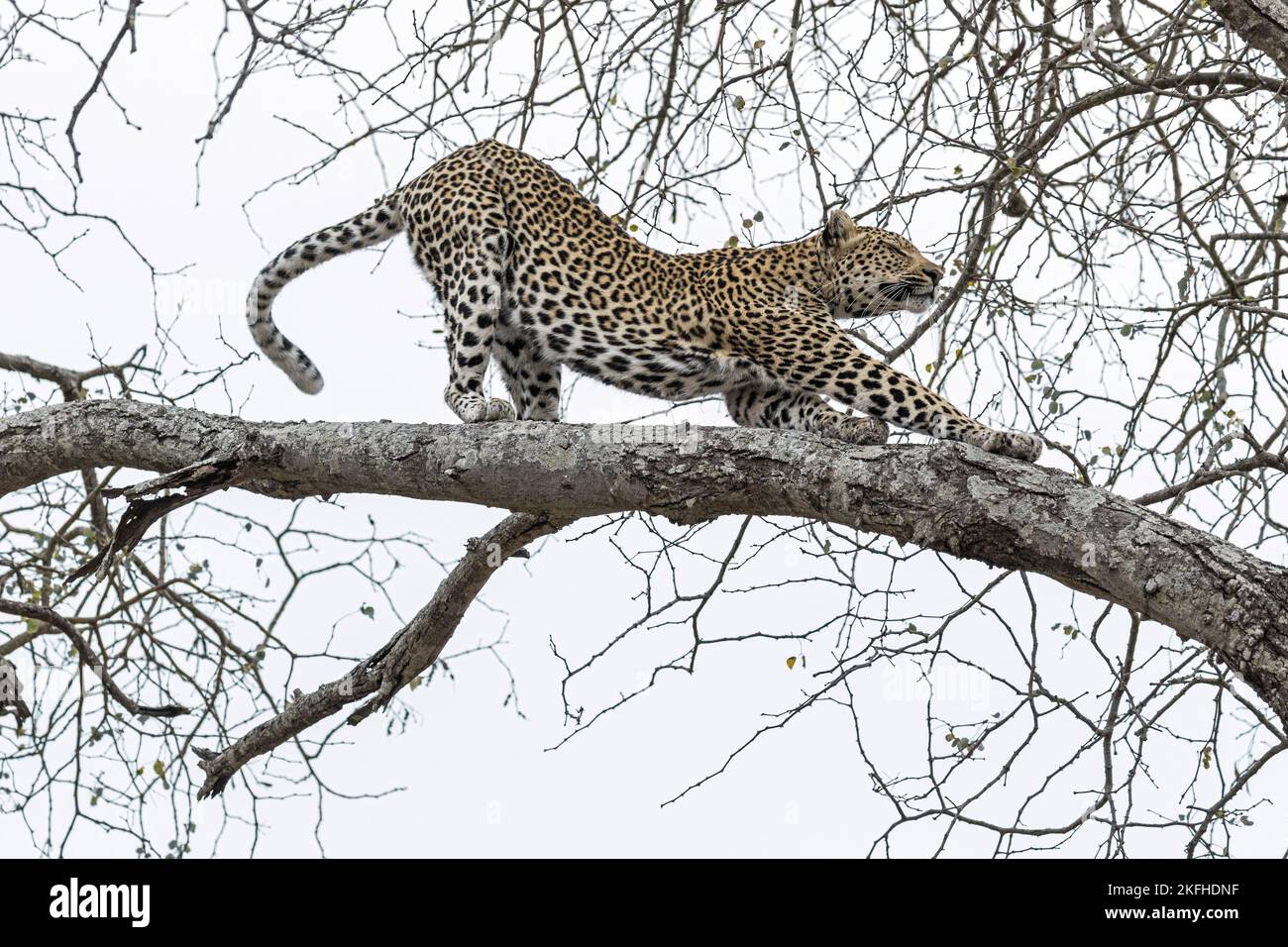 Leopard panthera pardus going walk hi-res stock photography and images ...