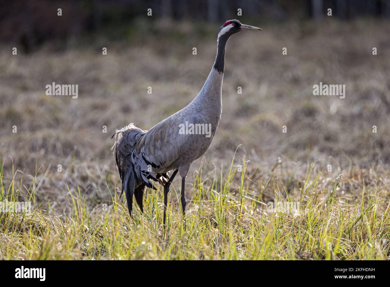 walking Common Crane Stock Photo - Alamy
