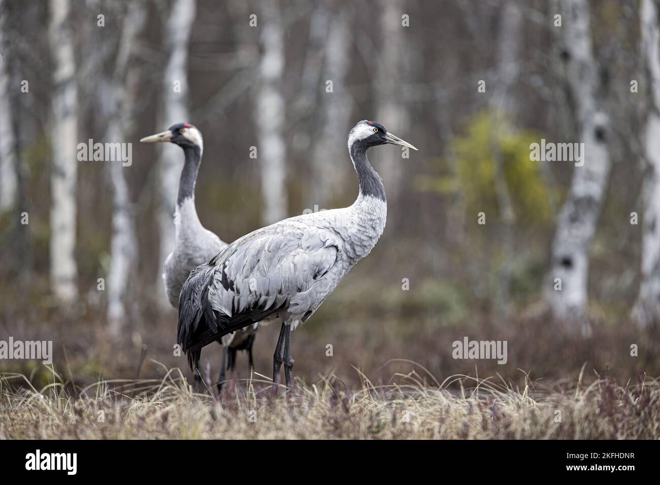 Two grey cranes standing hi-res stock photography and images - Alamy
