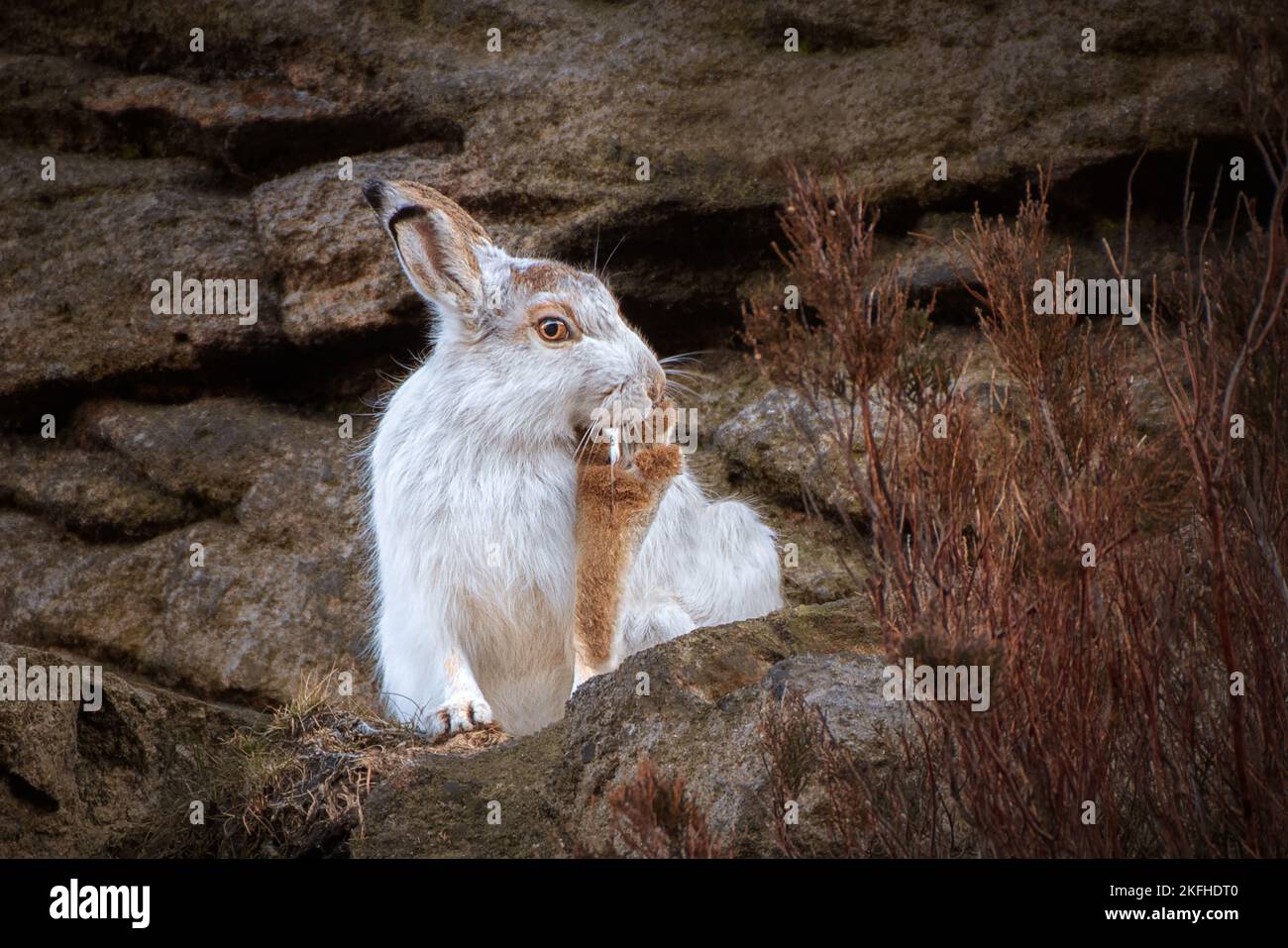 Mountain hare with it's white winter coat, preening itself with the ...