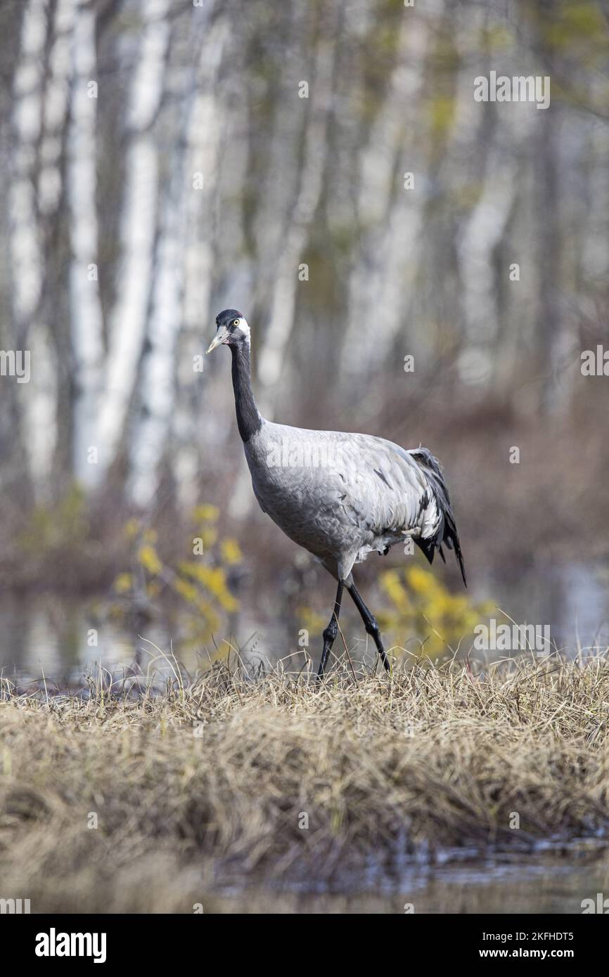 walking Common Crane Stock Photo - Alamy