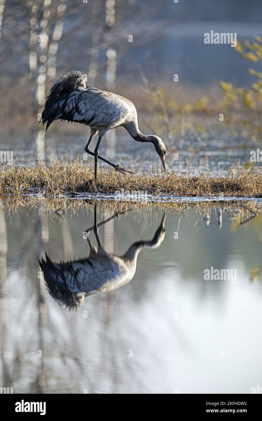 walking Common Crane Stock Photo - Alamy
