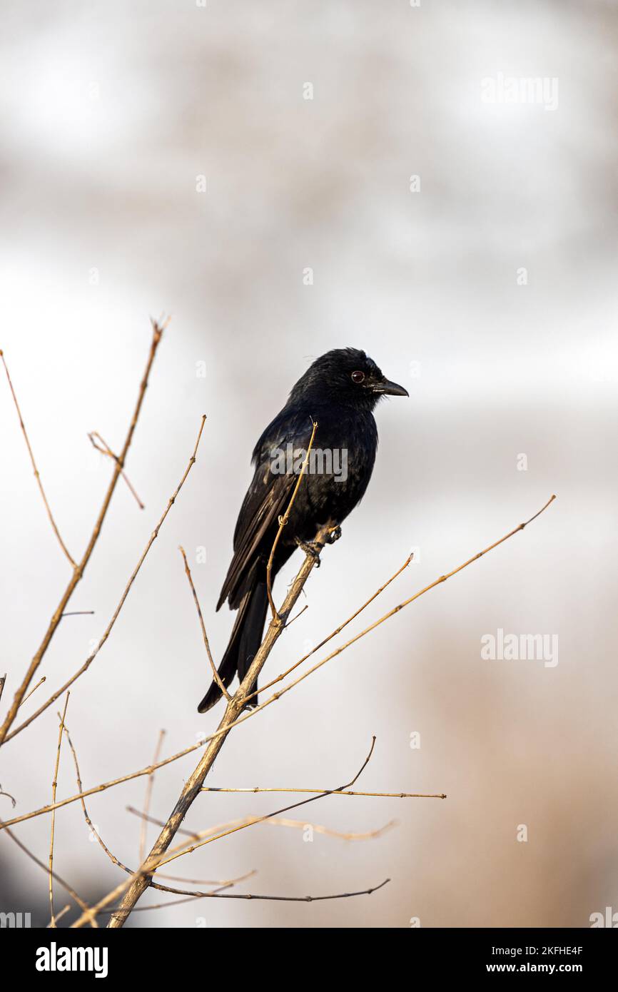 Black drongo singing hi-res stock photography and images - Alamy