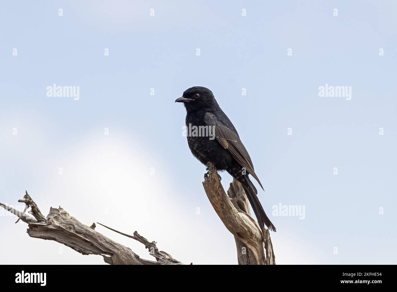 sitting African drongo Stock Photo - Alamy