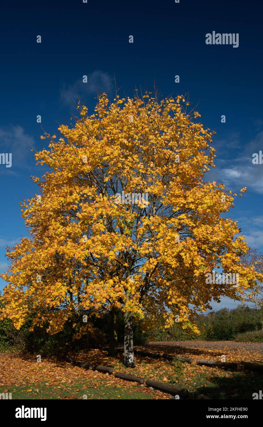 A large yellow deciduous tree is brightly colored in autumn. The sky is ...