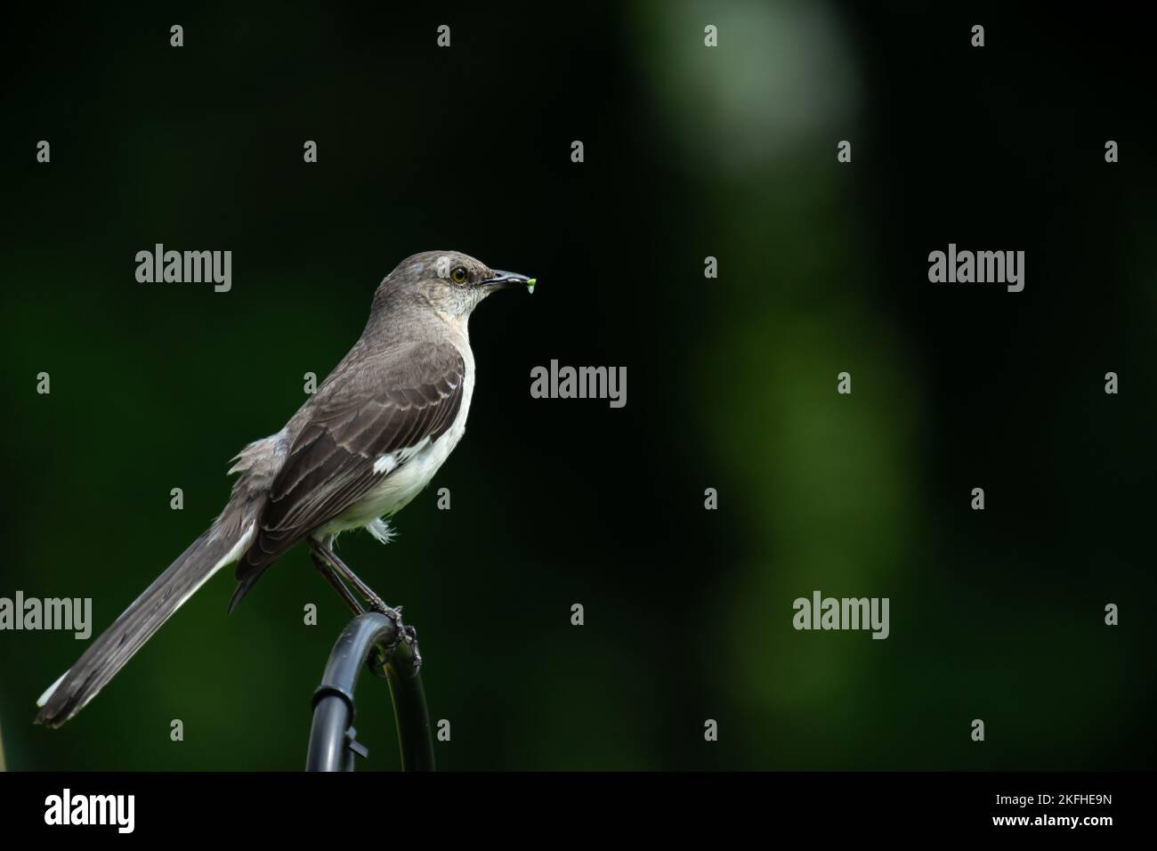 The mocking bird hi-res stock photography and images - Alamy